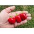 Chilli semena - Red Mini Bell