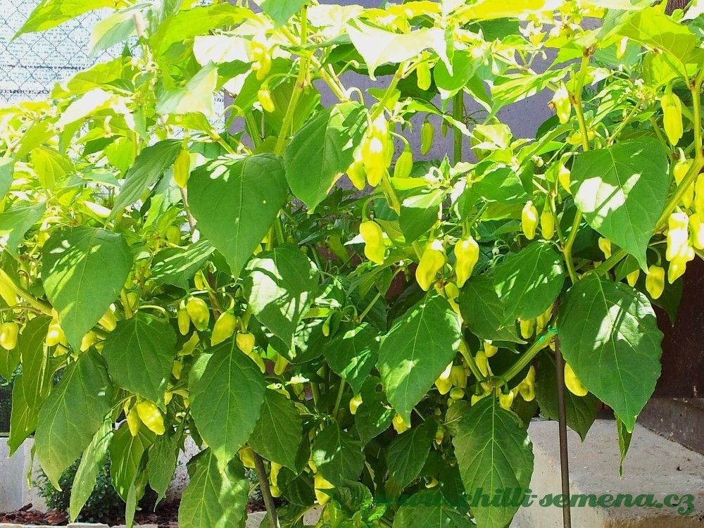 Chilli semena - Bhut Jolokia Yellow