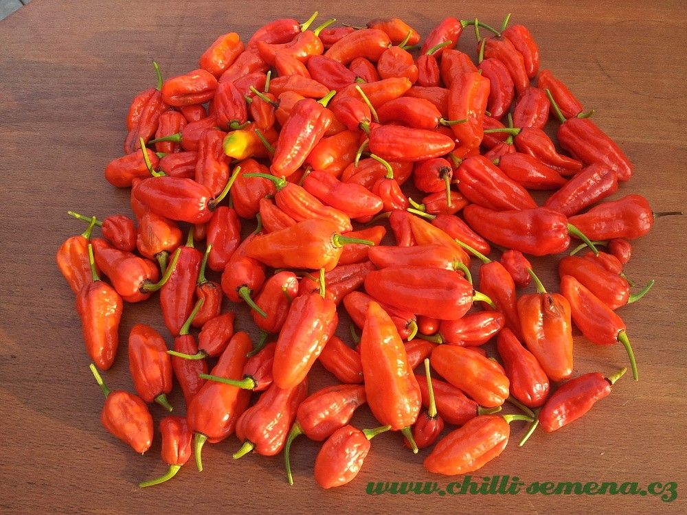 Chilli semena - Dorset Naga