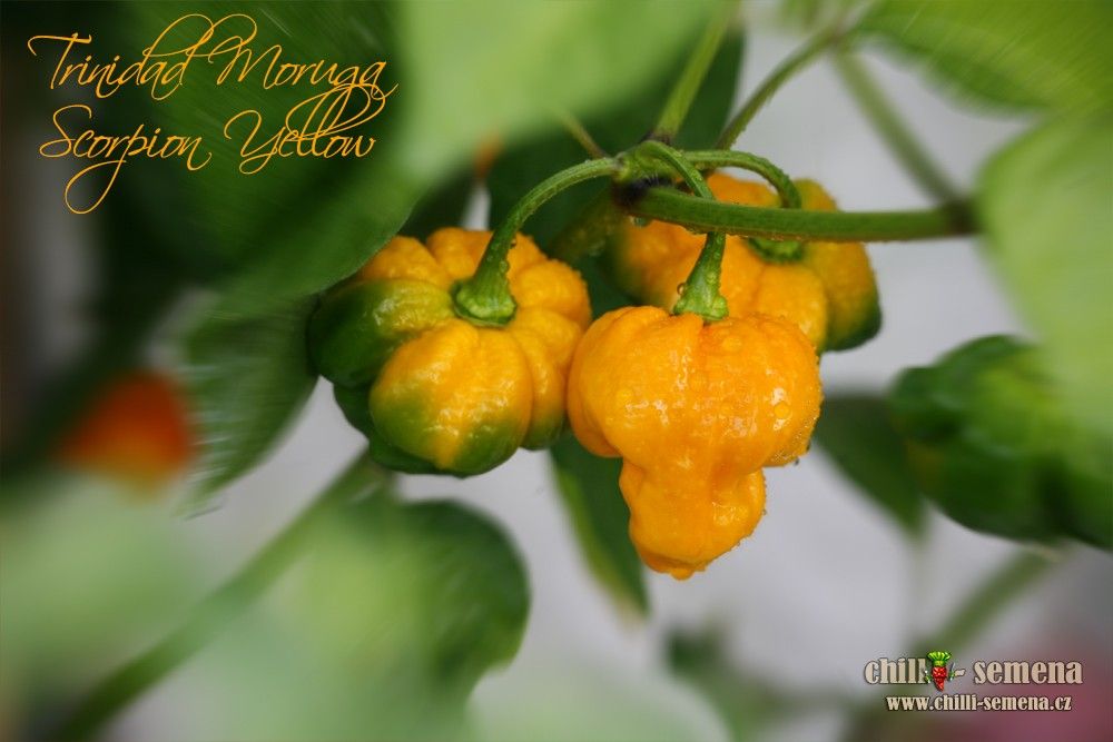 Chilli semena - Trinidad Moruga Scorpion Yellow
